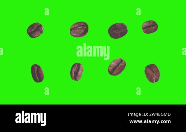 Realistic coffee beans animation graphic element on green screen chroma ...