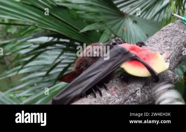 Flying fox, fruit bat, eating fruit hanging upside down from the top of ...