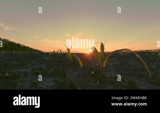 Corn growing. young green corn. close-up. Corn seedlings are growing in ...