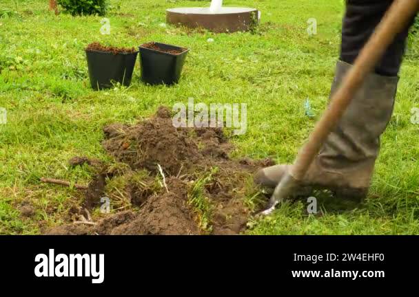 A person intensively drips a hole to plant a plant or tree. Dig a hole ...