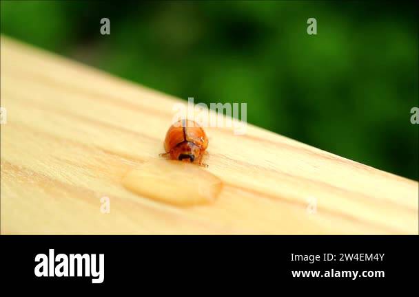 Ladybird with water droplet Stock Videos & Footage - HD and 4K Video ...