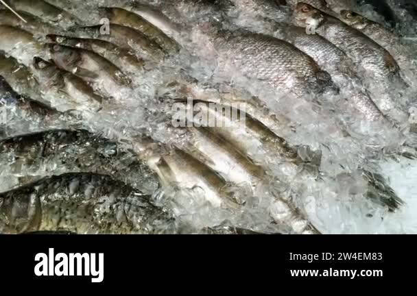 A lot of raw frozen fish crucian carp sprinkled with crushed ice on ...