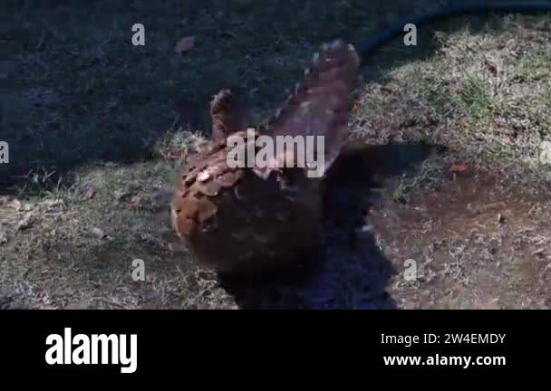 Pangolin cute Stock Videos & Footage - HD and 4K Video Clips - Alamy