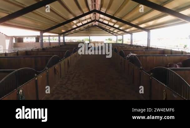 Inside view or horse stallion barn ranch. Aerial dolly shot at daytime ...