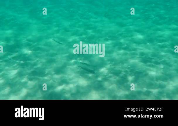 Flathead grey mullet, flathead mullet, striped mullet (Mugil cephalus) undersea, Aegean Sea ...