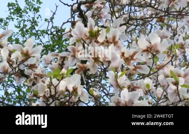 White flowering magnolia tree Stock Videos & Footage - HD and 4K Video ...