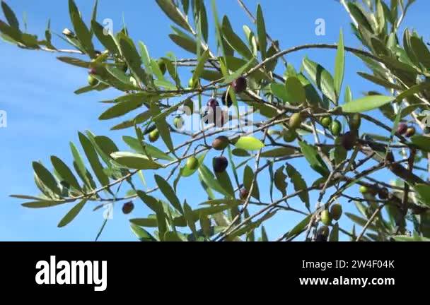 Wild olive tree olea europaea Stock Videos & Footage - HD and 4K Video ...
