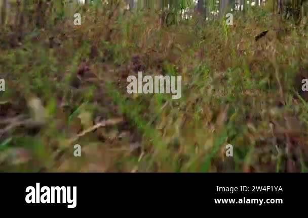Fast movement in forests Stock Videos & Footage - HD and 4K Video Clips ...