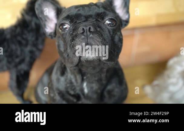 Bulldog portrait in domesticated pet. They have a saggy face and ...