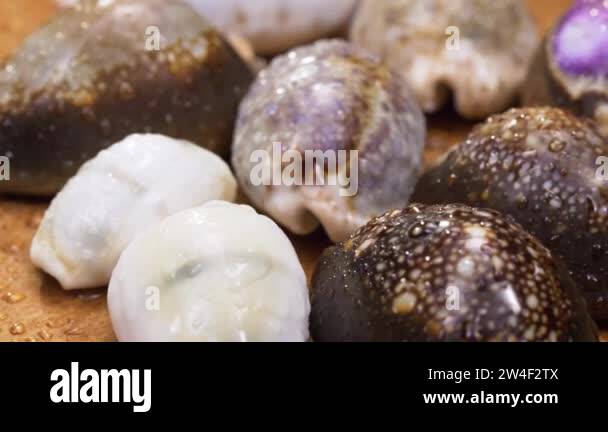 Collection cowrie shells Stock Videos & Footage - HD and 4K Video Clips ...