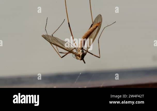 Orb web spiders Stock Videos & Footage - HD and 4K Video Clips - Alamy