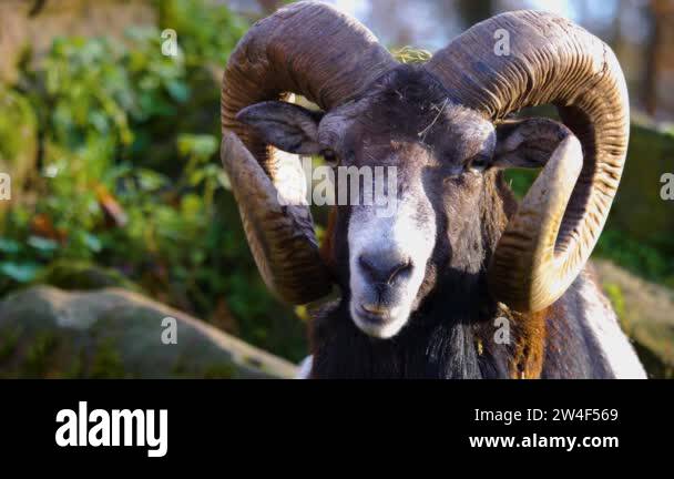 Mouflon head close up Stock Videos & Footage - HD and 4K Video Clips ...