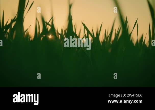 Early spring wheat field at sunset. Growing rye crops. Agriculture ...