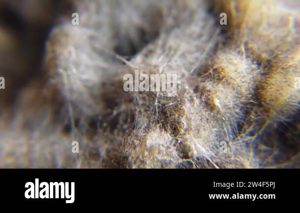 Food spoilage, food loss and food waste. Mold growth on the food Stock ...