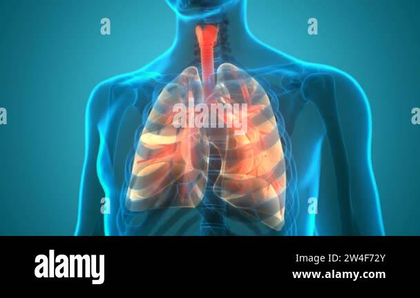 3D Animation Concept of Human Respiratory System Lungs Anatomy Stock ...