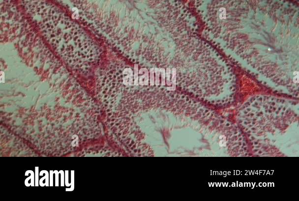 Rat testis Stock Videos & Footage - HD and 4K Video Clips - Alamy