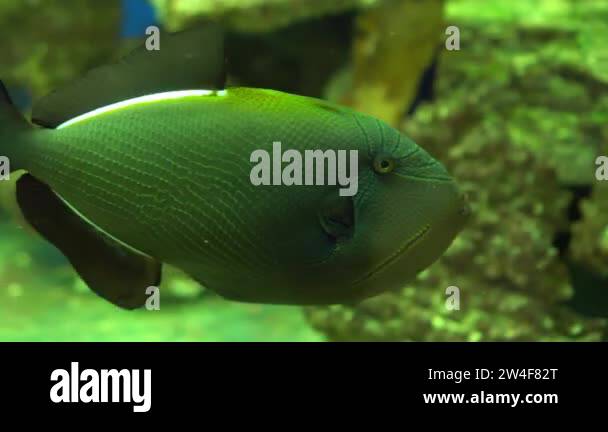 A indicus Stock Videos & Footage - HD and 4K Video Clips - Alamy