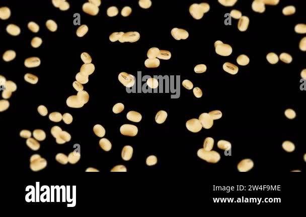 Flying many soybeans on black background. Light brown grains. Soya bean ...