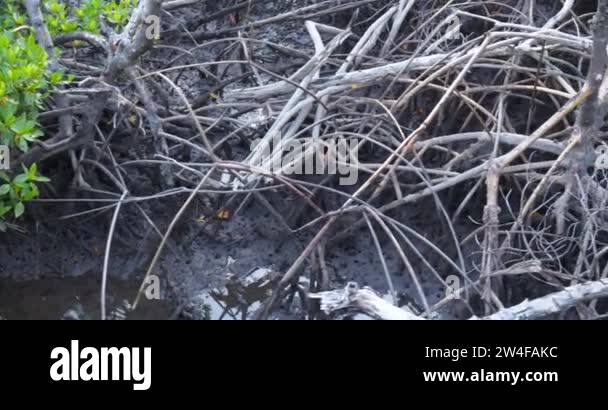 Mangrove roots mud Stock Videos & Footage - HD and 4K Video Clips - Alamy