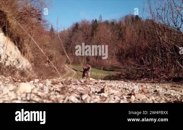 Dog eye worms Stock Videos & Footage - HD and 4K Video Clips - Alamy
