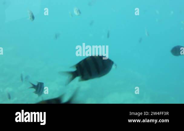 Shoal group of tiny small tropical fish under water in aquarium. Sea ...