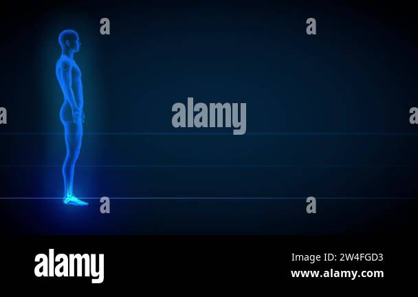 3 different 3D seamless looping animations in 1, male body side view ...