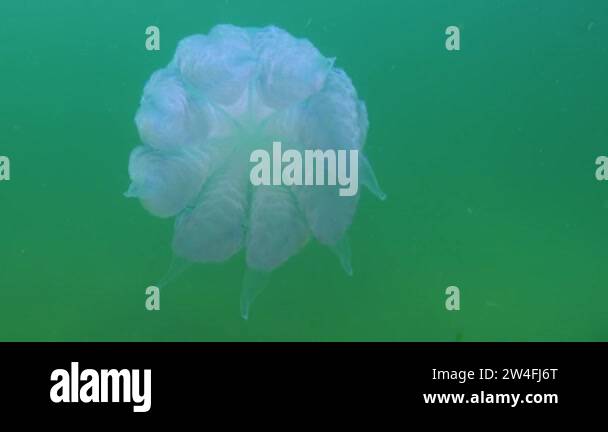 Floating in the thickness of the water in the Black Sea (Rhizostoma ...