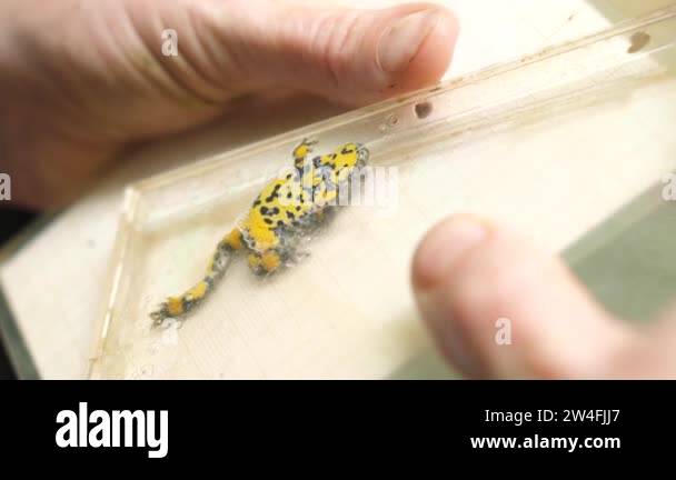 Measuring a yellow bellied toad in a CD case for science purpose Stock ...