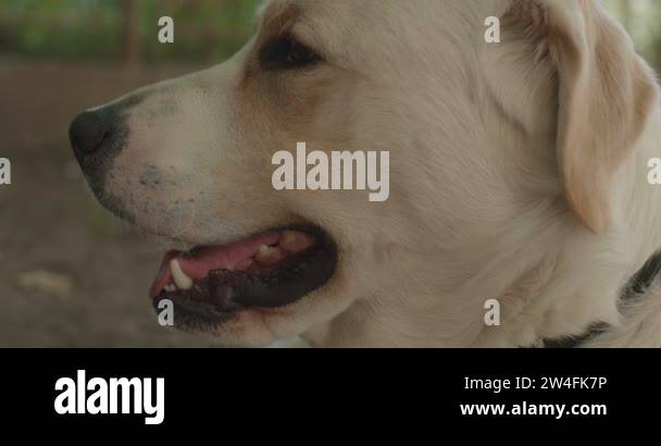Labrador head shot Stock Videos & Footage - HD and 4K Video Clips - Alamy