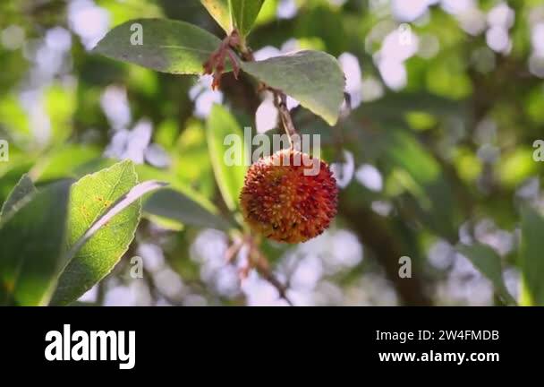 Red -yellow fruit of arbutus unedo or strawberry tree in a bright sunny ...