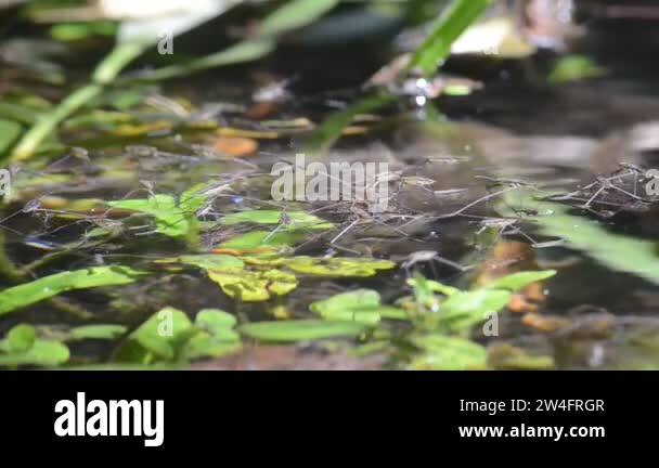 Tick ticks Stock Videos & Footage - HD and 4K Video Clips - Alamy