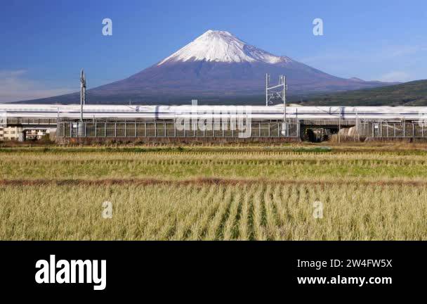 Japan, Honshu, Mount Fuji, Shinkansen Bullet Train passing through harvested rice fields below ...