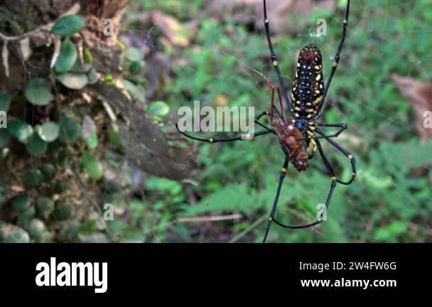 4K, A female giant woods spider with its prey and eating it in forest ...