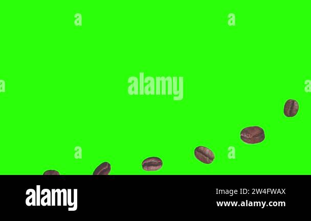 Realistic coffee beans animation graphic element on green screen chroma ...