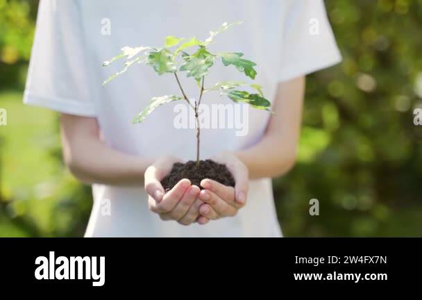 Oak stem soil Stock Videos & Footage - HD and 4K Video Clips - Alamy