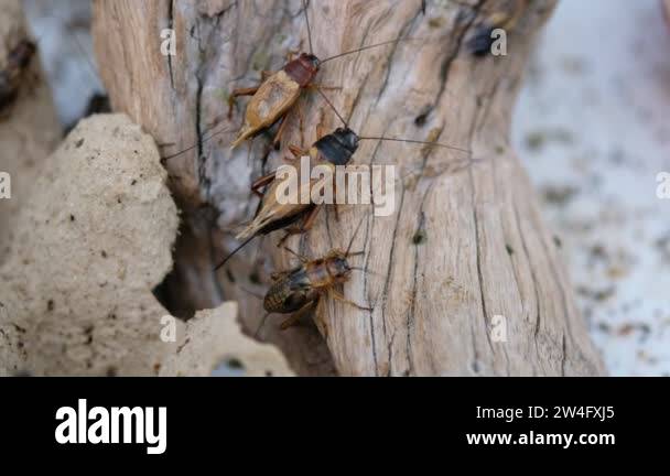 Crickets eating Stock Videos & Footage - HD and 4K Video Clips - Alamy