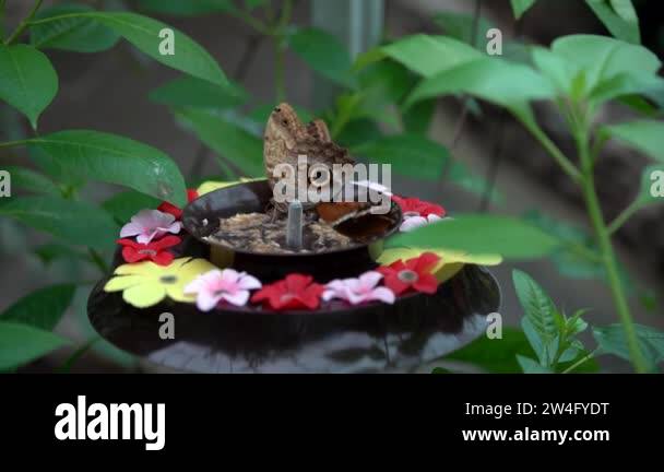 Butterfly catching flower Stock Videos & Footage - HD and 4K Video ...
