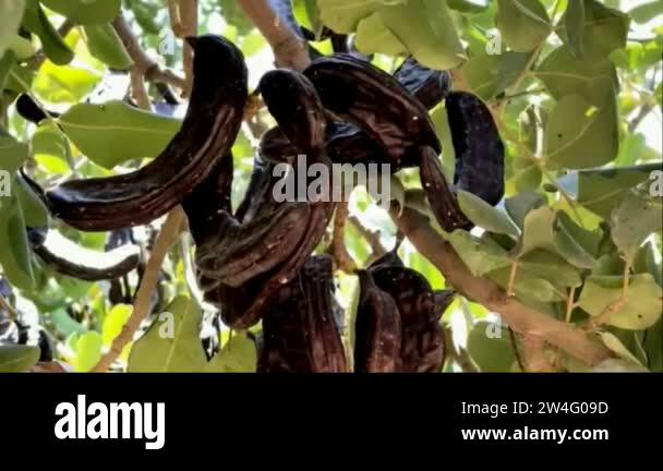 Ceratonia siliqua, commonly known as carob tree or carob bush as ...