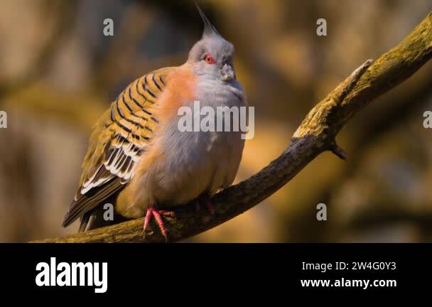 Pigeon and turtle Stock Videos & Footage - HD and 4K Video Clips - Alamy