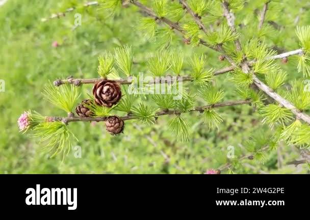 Conifers cone Stock Videos & Footage - HD and 4K Video Clips - Alamy