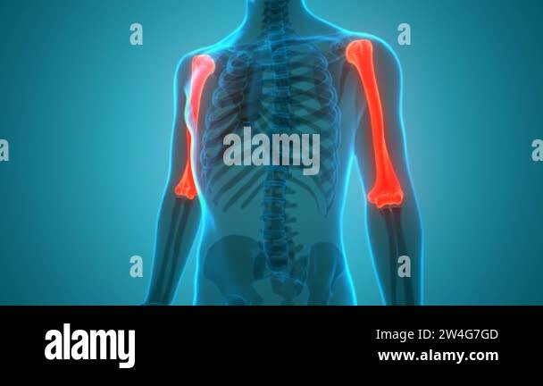 Side view human male skeleton Stock Videos & Footage - HD and 4K Video ...