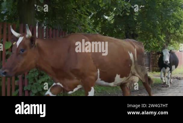 Go another way Stock Videos & Footage - HD and 4K Video Clips - Alamy