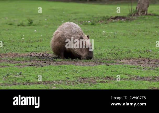 The capybara, Hydrochoerus hydrochaeris is the largest extant rodent in ...