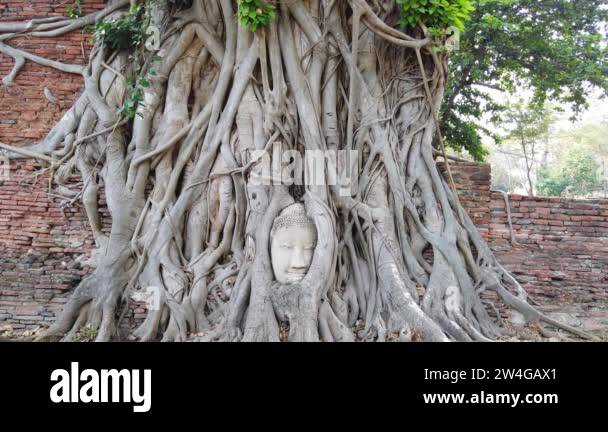Remains roots old tree Stock Videos & Footage - HD and 4K Video Clips ...