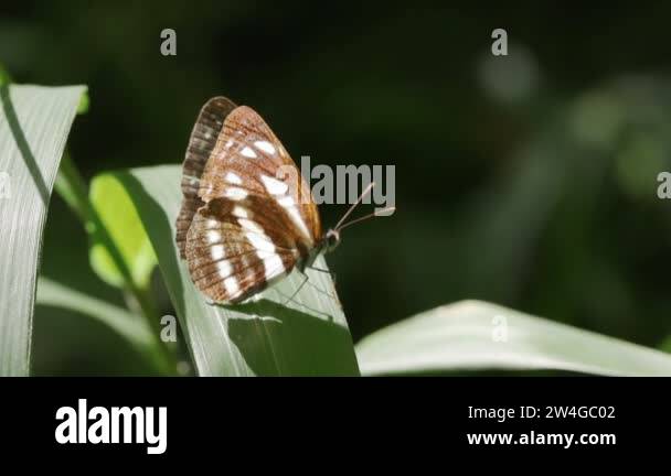 Glider butterfly Stock Videos & Footage - HD and 4K Video Clips - Alamy