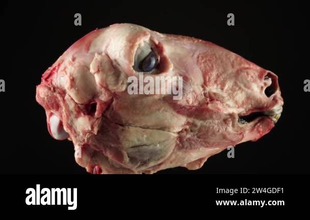 Horror scary death dead sheep Stock Videos & Footage - HD and 4K Video ...