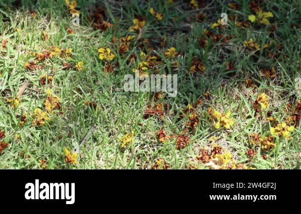 Fallen flowers of Peltophorum pterocarpum, also known as yellow ...