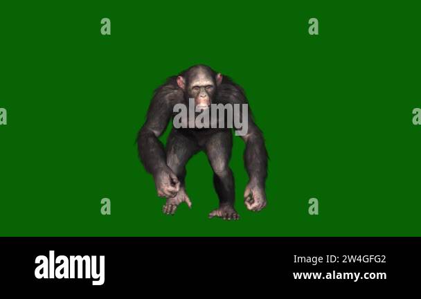 Primate walking chroma key Stock Videos & Footage - HD and 4K Video ...