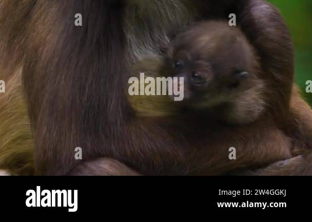 A baby spider monkey in its mother's lap looks to the left. The mother ...