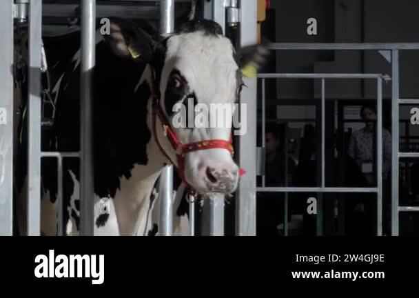 Screaming cow Stock Videos & Footage - HD and 4K Video Clips - Alamy